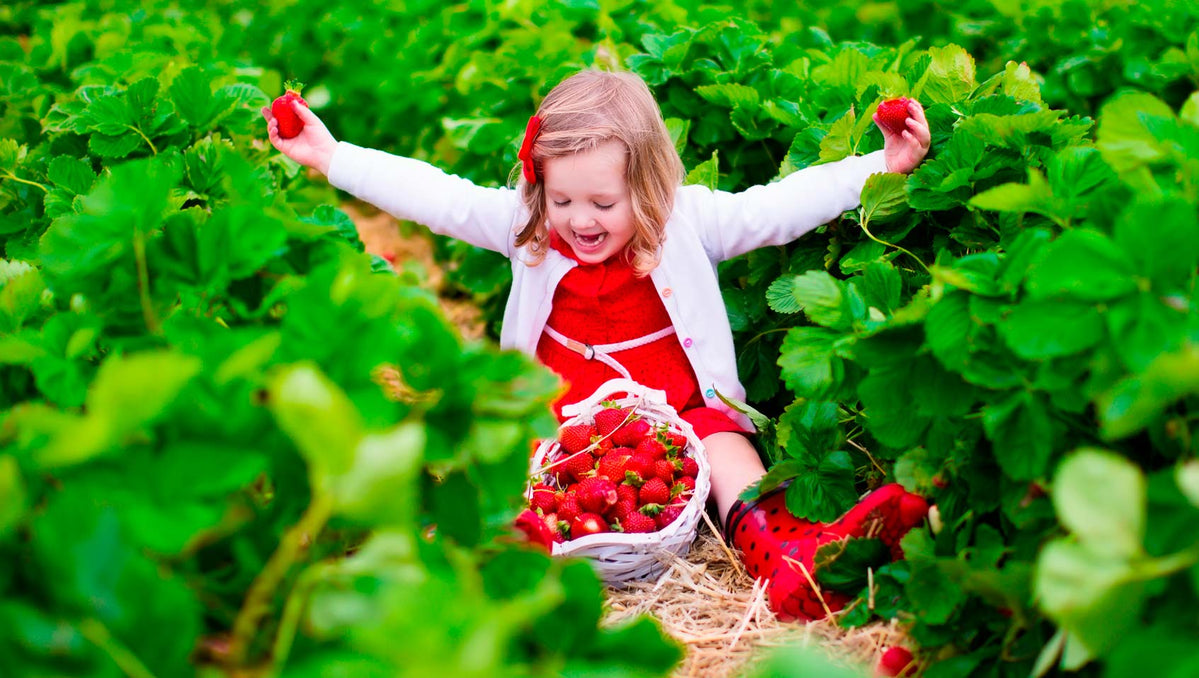 Découvrez nos jus à base de fraises — Materne